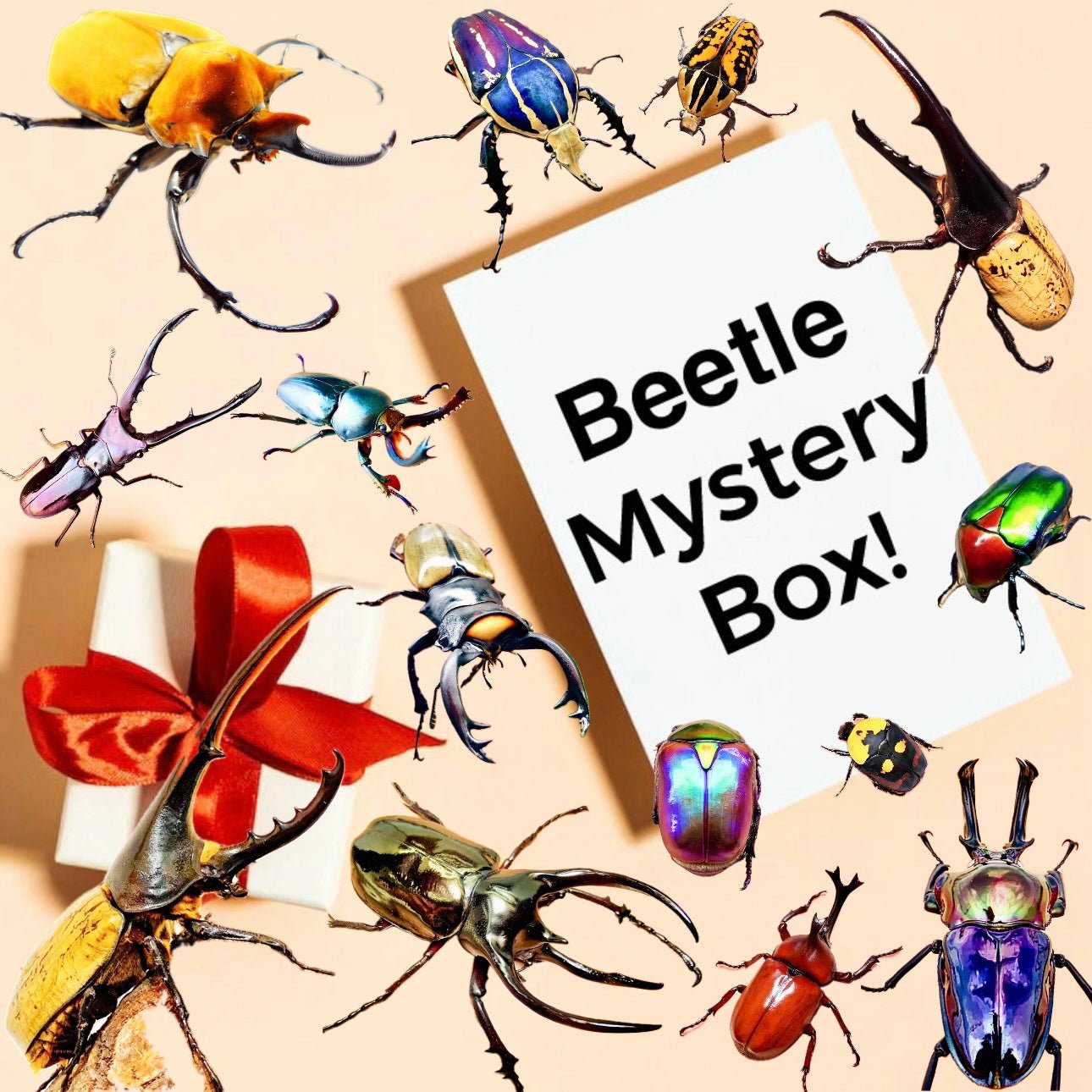 Beetle Larvae Mystery Boxes For Sale | Richard's Inverts