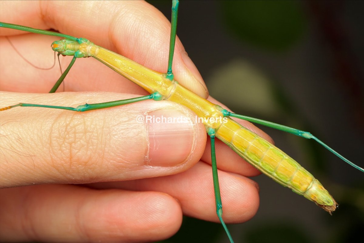 Candy Stick Insect For Sale | Richard's Inverts