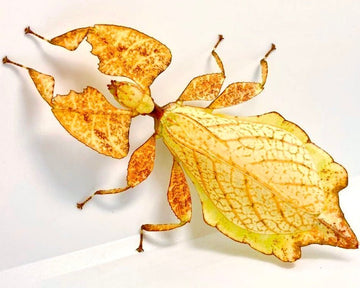 Stick & Leaf Insects For Sale UK | Richard's Inverts