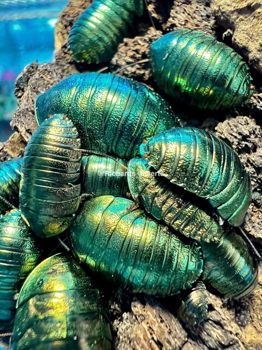 Emerald Cockroaches For Sale | Richard's Inverts