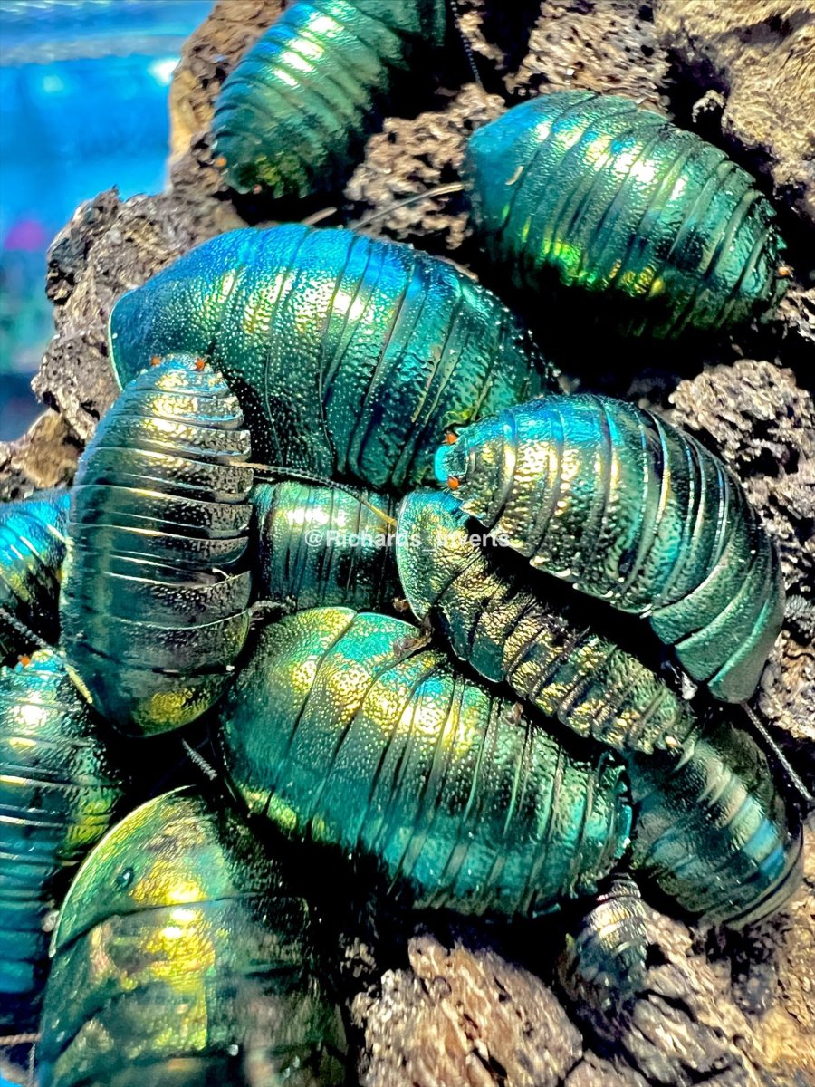 Emerald Roaches for sale UK | Richard's Inverts