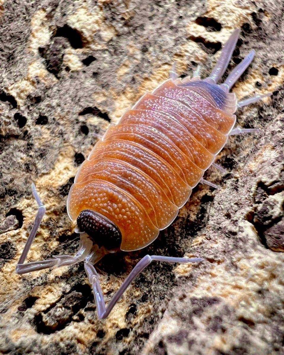 Fiery Orange Isopods For Sale | Richard's Inverts