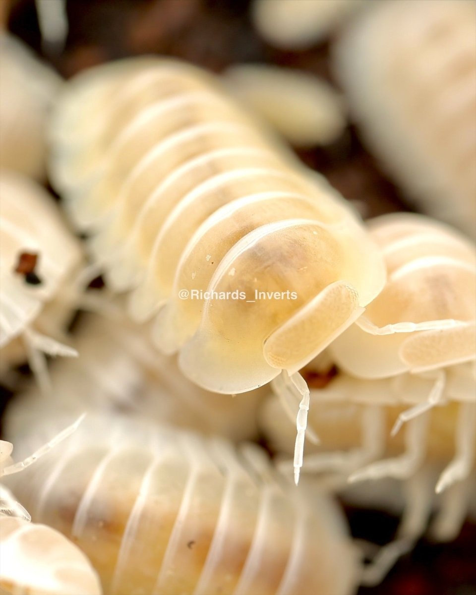 Frosty Jupiter Isopods For Sale | Richard's Inverts
