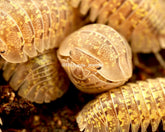 Rare Isopods - Richard’s Inverts