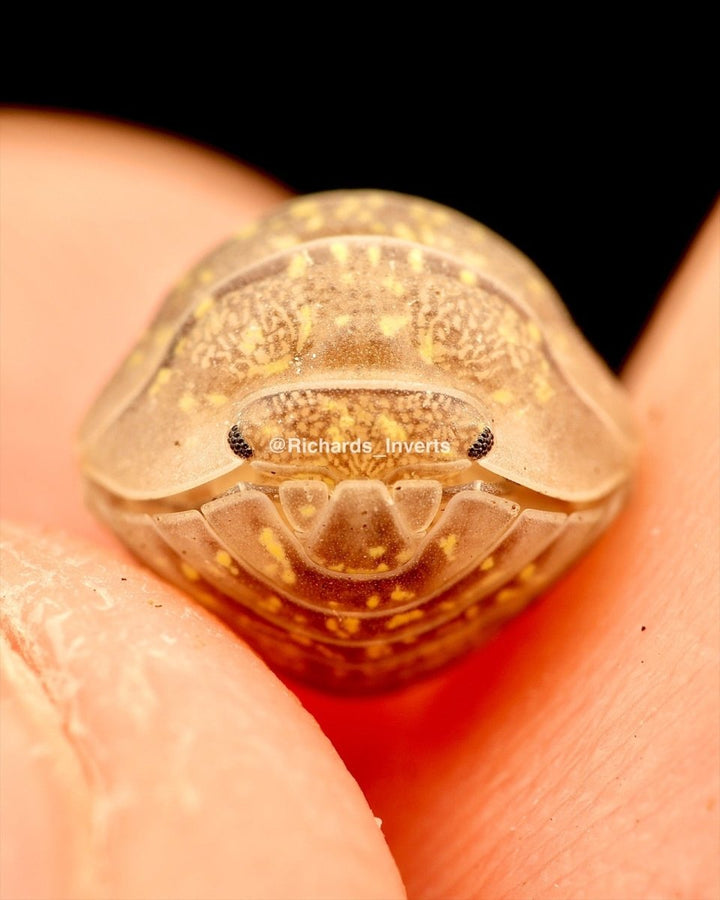 Rare Isopods - Richard’s Inverts