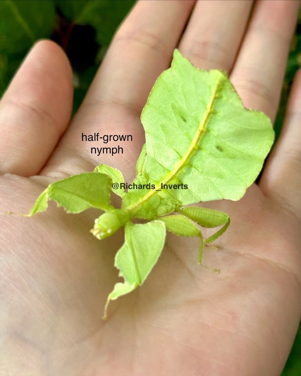 Giant Leaf Insects "THAC KRONG KMAR" For Sale | Richard's Inverts