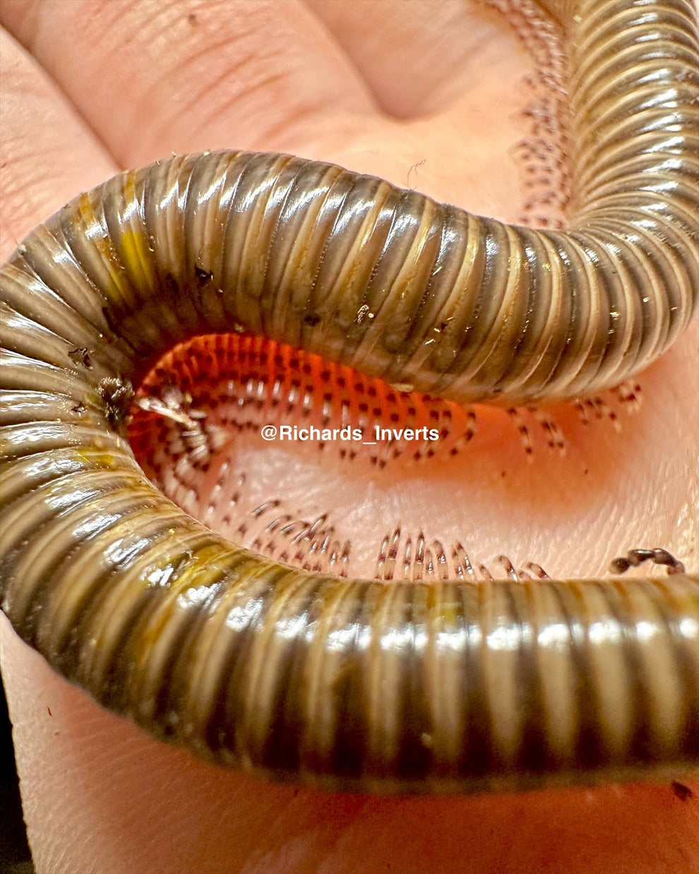 Giant Olive Millipedes For Sale | Richard's Inverts