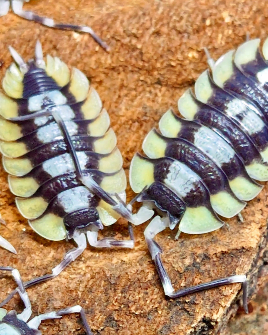 Exotic Isopods For Sale UK | Richard's Inverts Translation missing: en ...