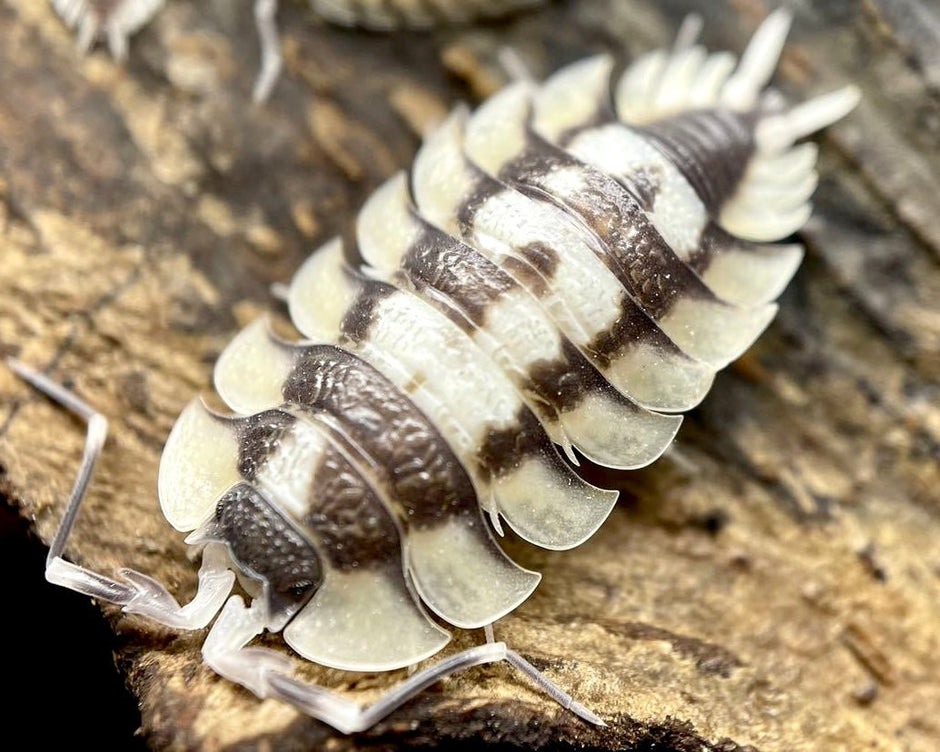 Exotic Isopods For Sale UK | Richard's Inverts Translation missing: en ...