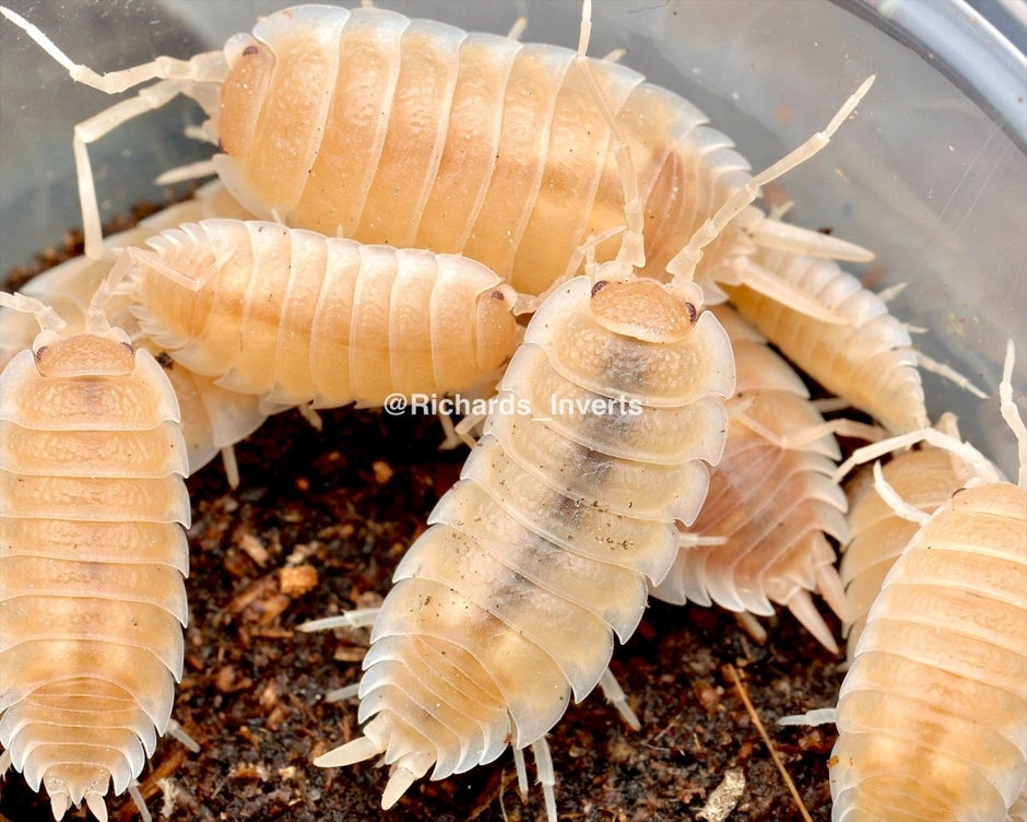 Porcellio Isopods - Richard’s Inverts