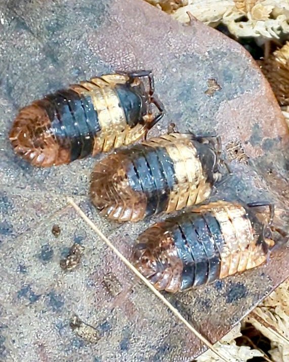 Grizzly Bear Isopods For Sale | Richard's Inverts