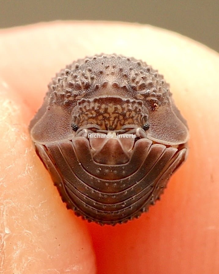 Armadillidium serratum For Sale | Richard's Inverts