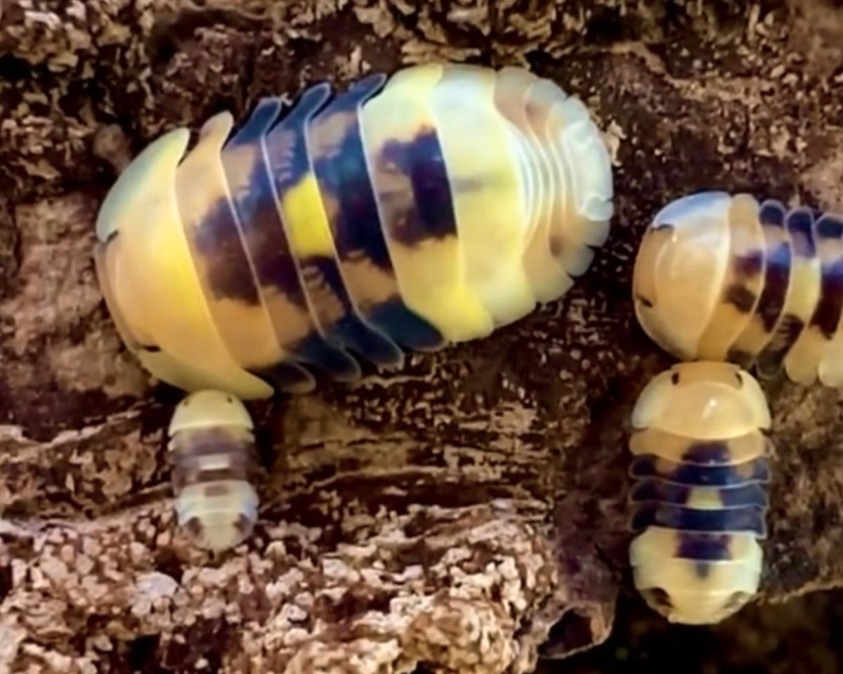 Honey Firefly Isopods For Sale | Richard's Inverts