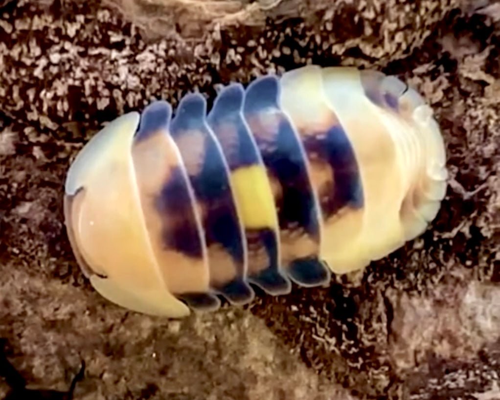 All Products For Sale UK | Richard's Inverts Translation missing: en ...