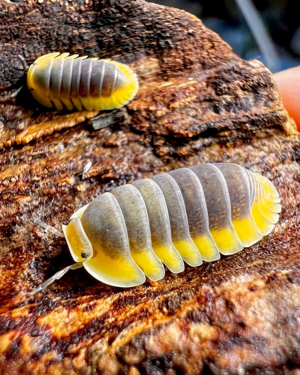 Richard's Inverts | Exotic Insect Shop UK