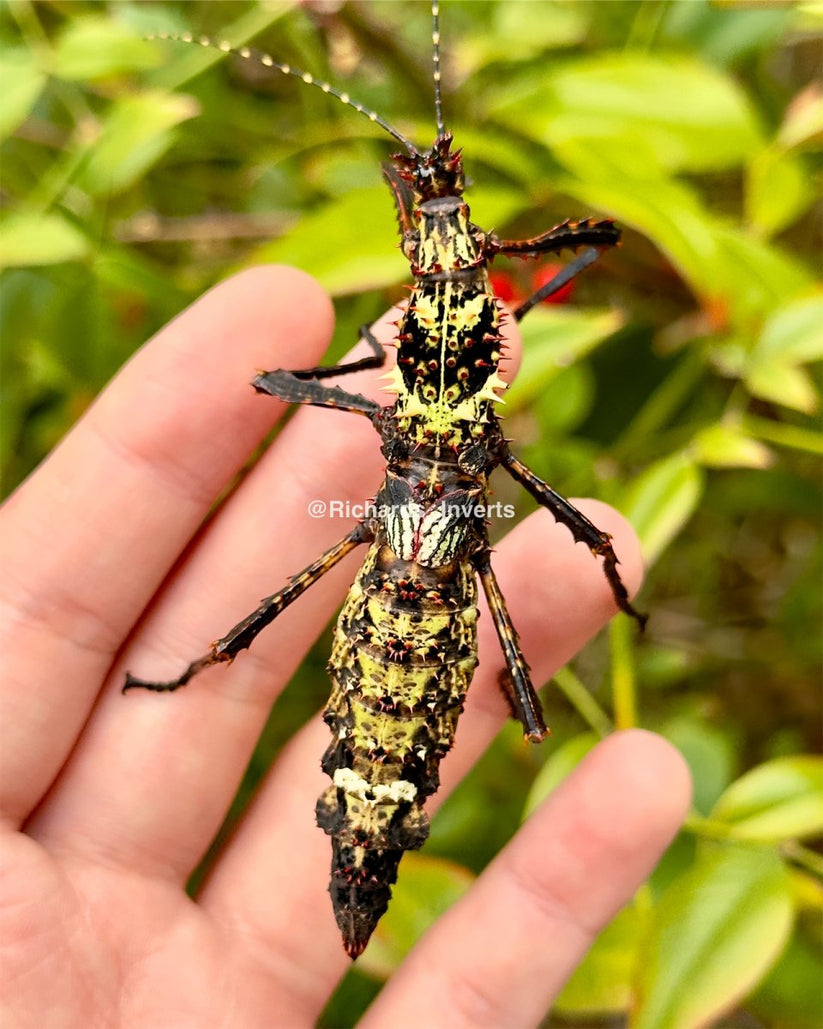Madagascan Devil Stick Insects For Sale | Richard's Inverts