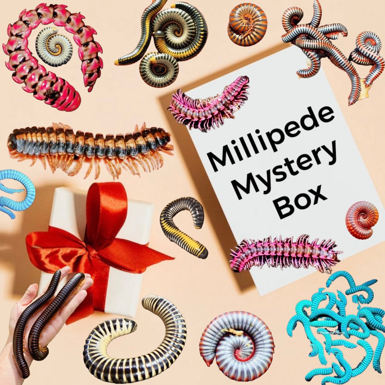 Isopod Mystery Boxes For Sale | Richard's Inverts