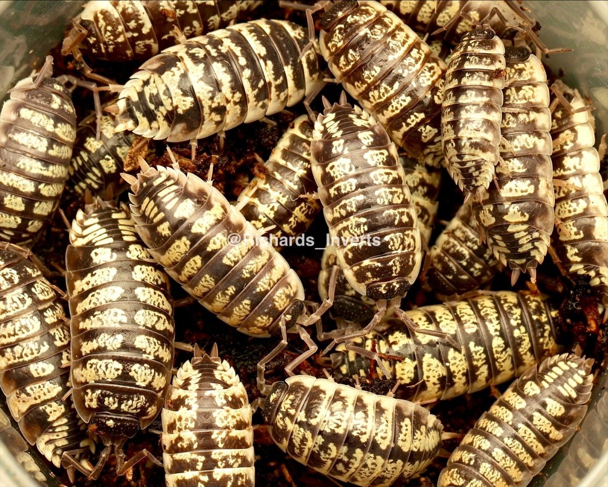Ornate Isopods "High Yellow" For Sale | Richard's Inverts