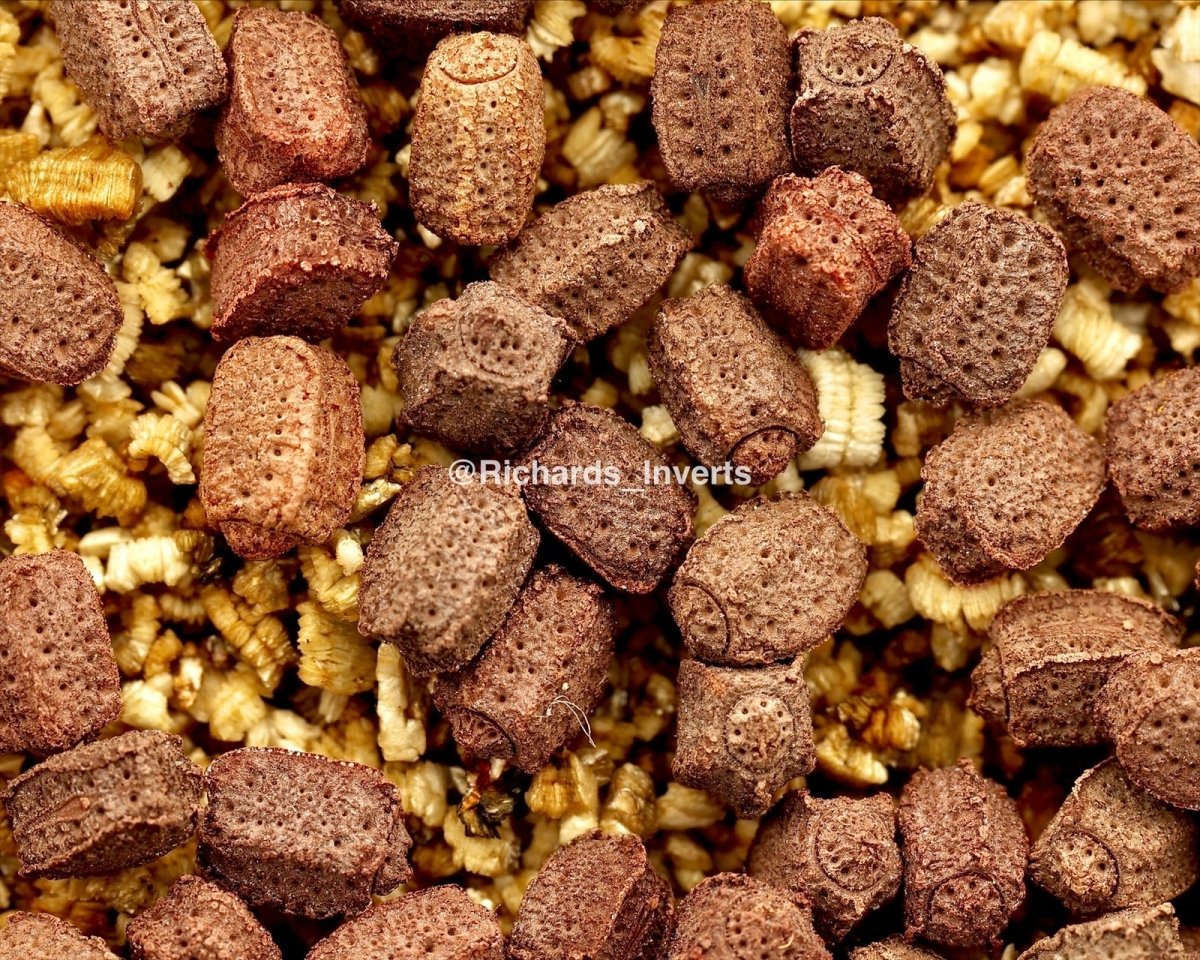 Cryptic Leaf Insects "Chiang Rai" For Sale | Richard's Inverts