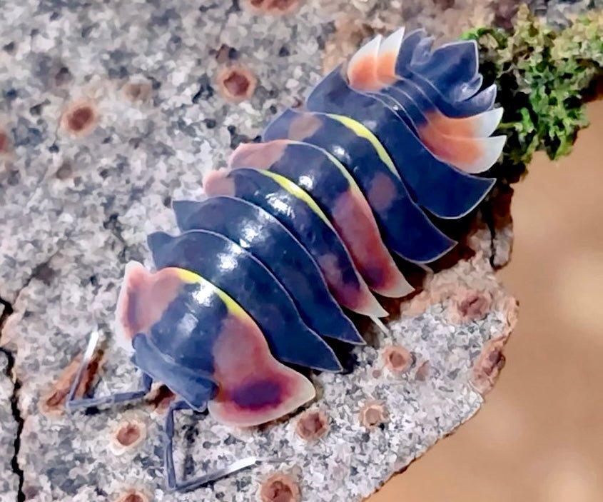 Pastel Isopods For Sale | Richard's Inverts