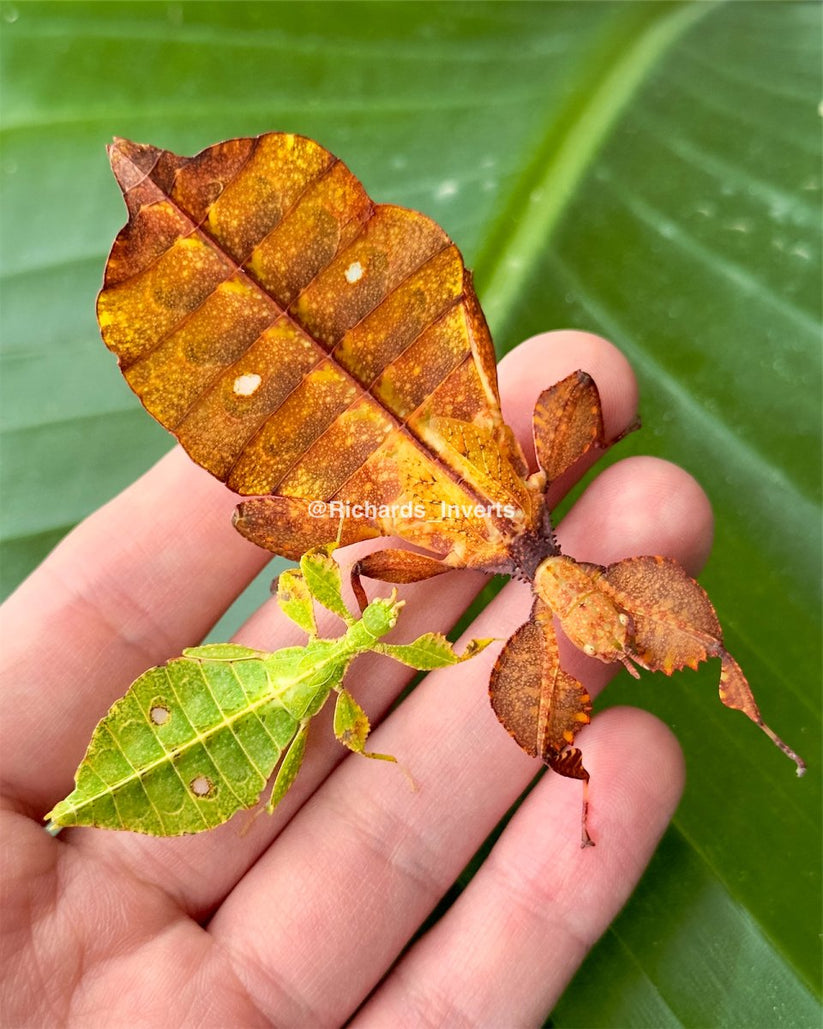 Peleng Leaf Insects "TATABA" For Sale | Richard's Inverts