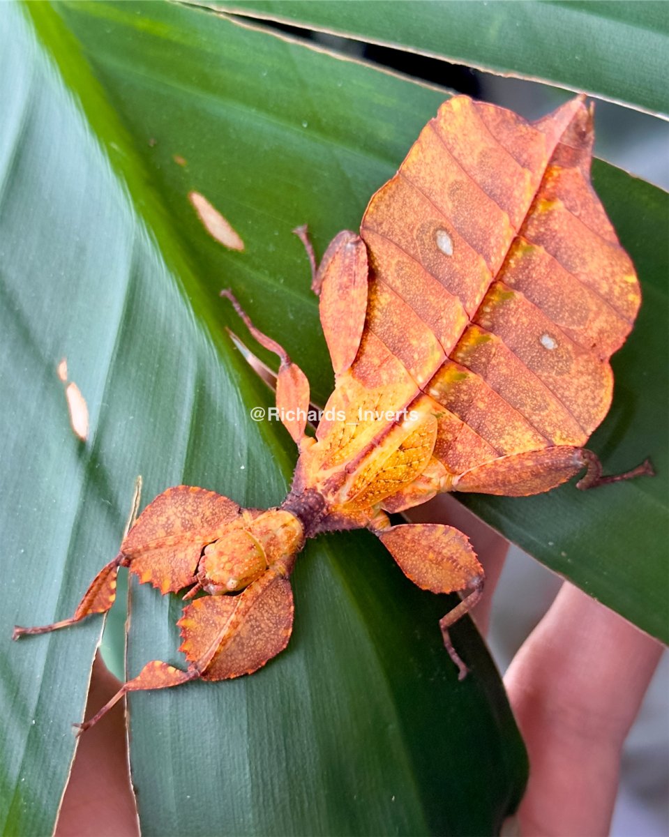 Peleng Leaf Insects "TATABA" For Sale | Richard's Inverts