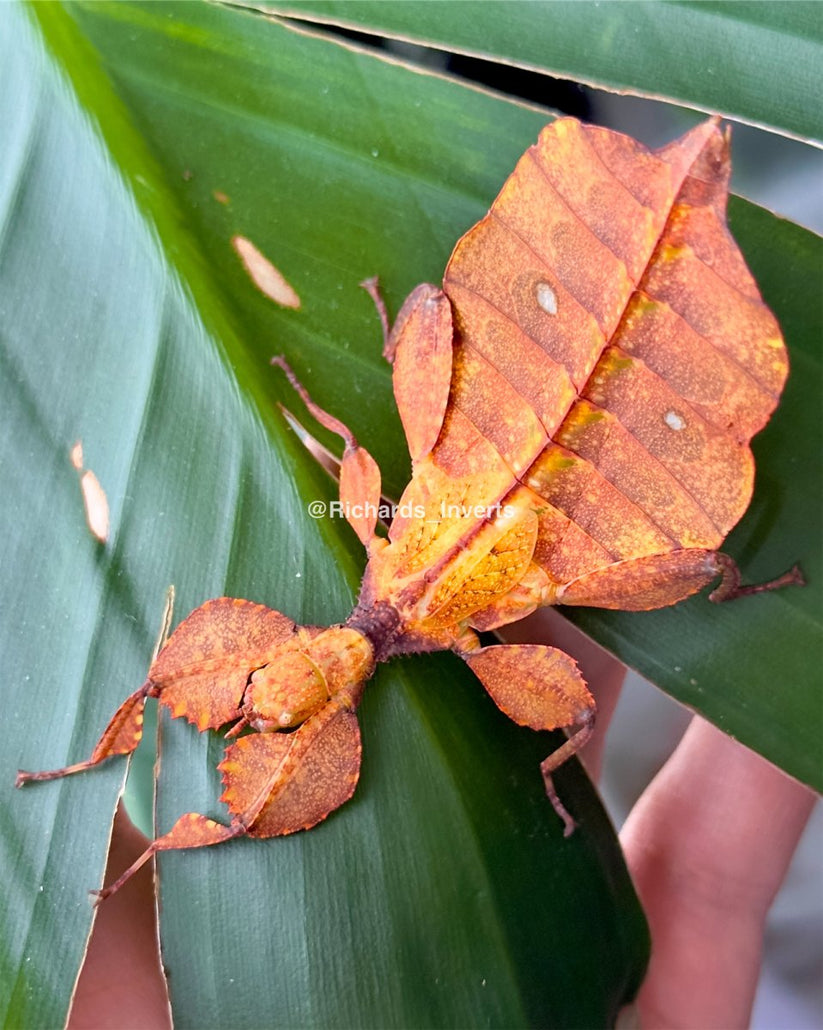 Peleng Leaf Insects "TATABA" For Sale | Richard's Inverts