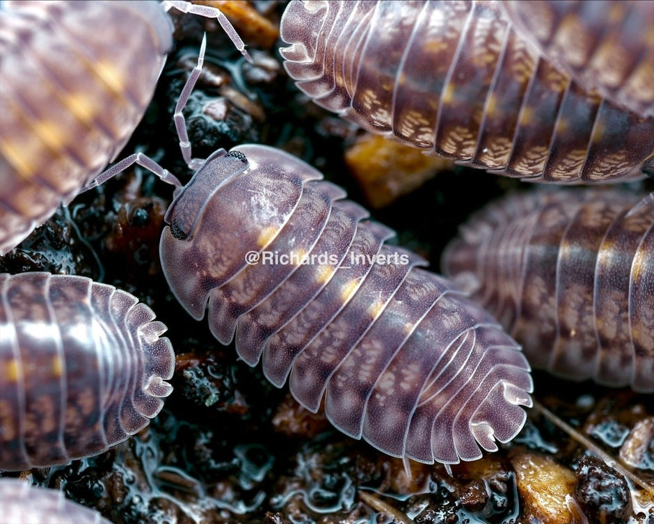Exotic Isopods For Sale UK | Richard's Inverts Translation missing: en ...