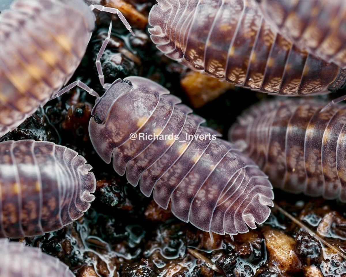 Platin Tung Song Isopods For Sale | Richard's Inverts