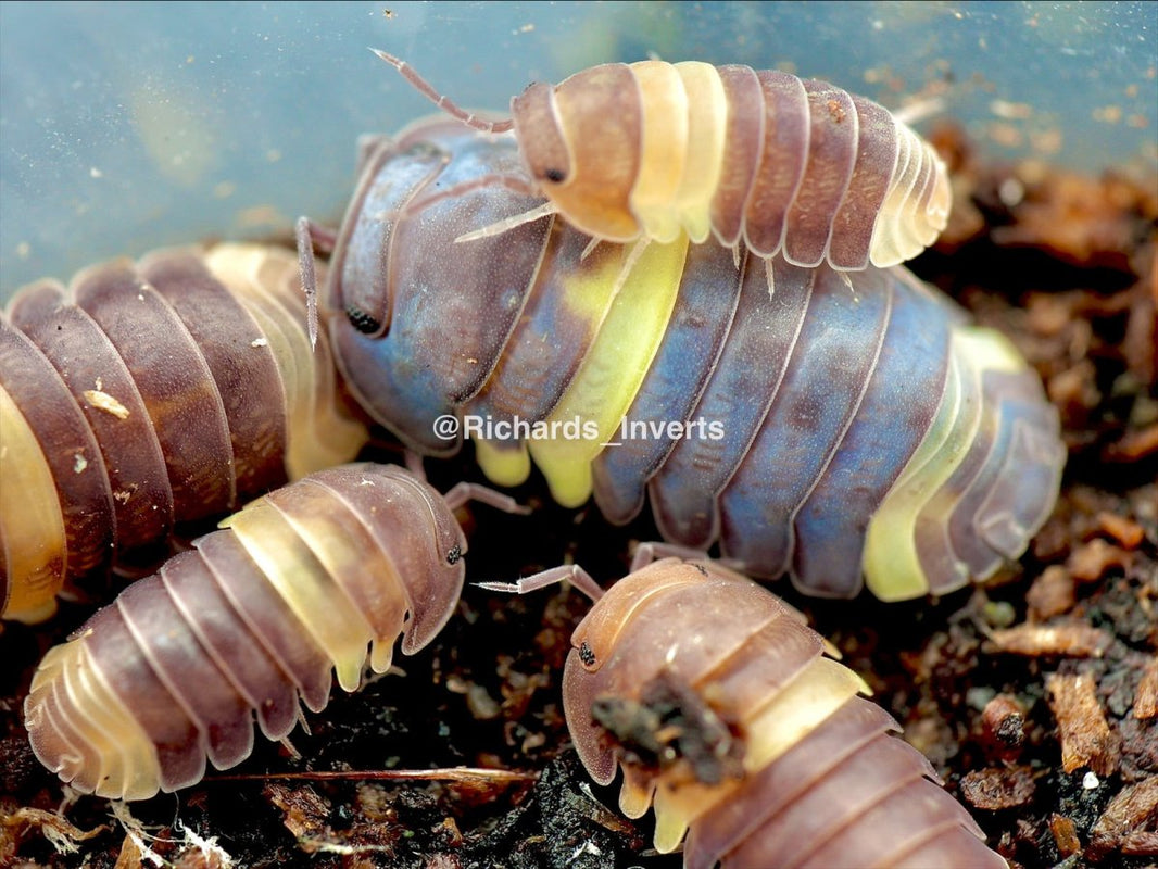 Exotic Isopods For Sale UK | Richard's Inverts Translation missing: en ...