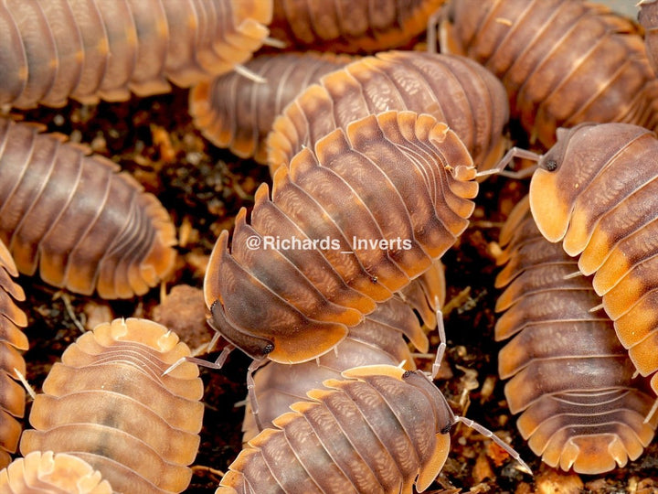 Exotic Isopods For Sale UK | Richard's Inverts Translation missing: en ...