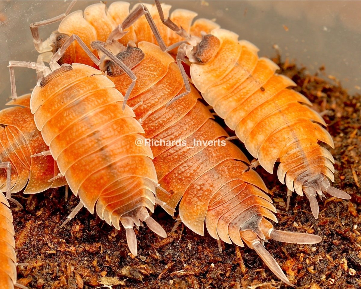Porcellio silvestri "High Red" For Sale | Richard's Inverts