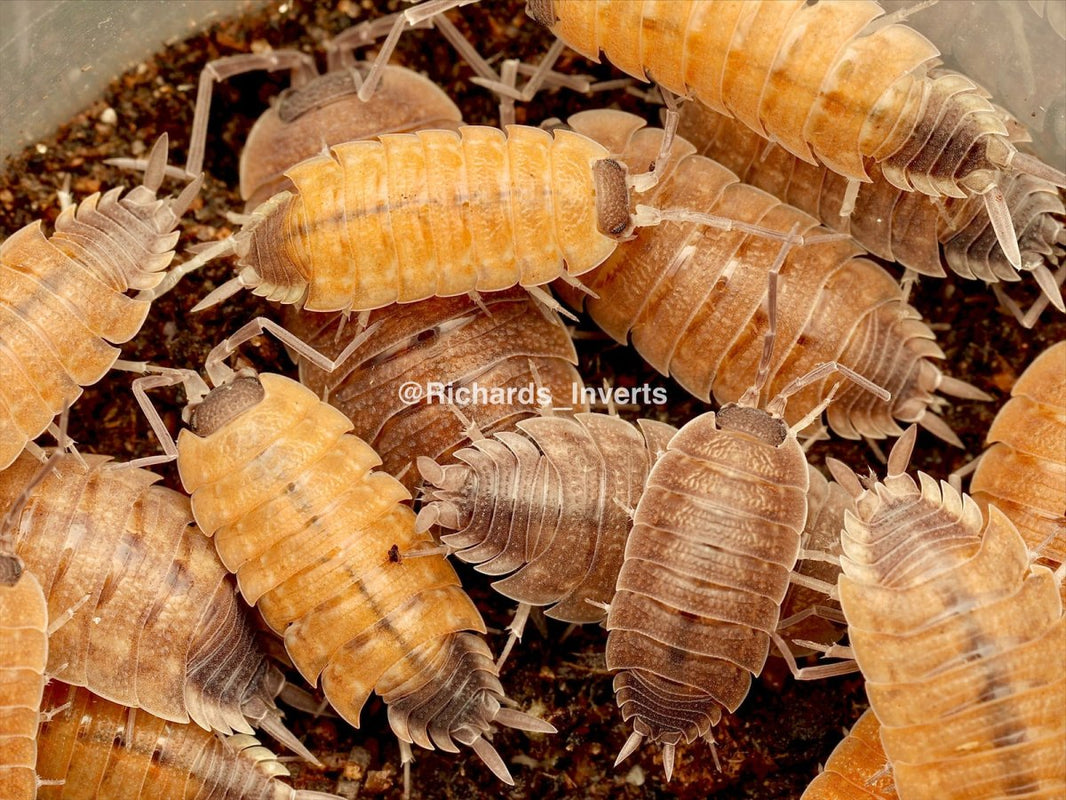 Exotic Isopods For Sale UK | Richard's Inverts Translation missing: en ...