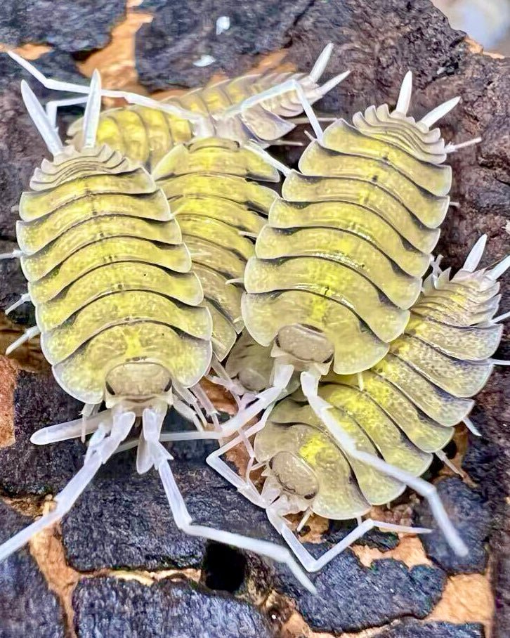 Porcellio bolivari "Corbera" For Sale | Richard's Inverts