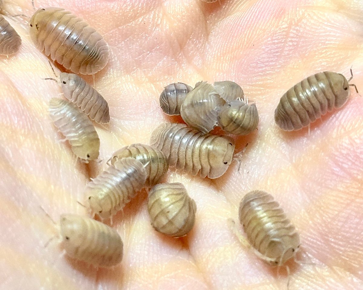Thai Blue Angel Isopods For Sale | Richard's Inverts