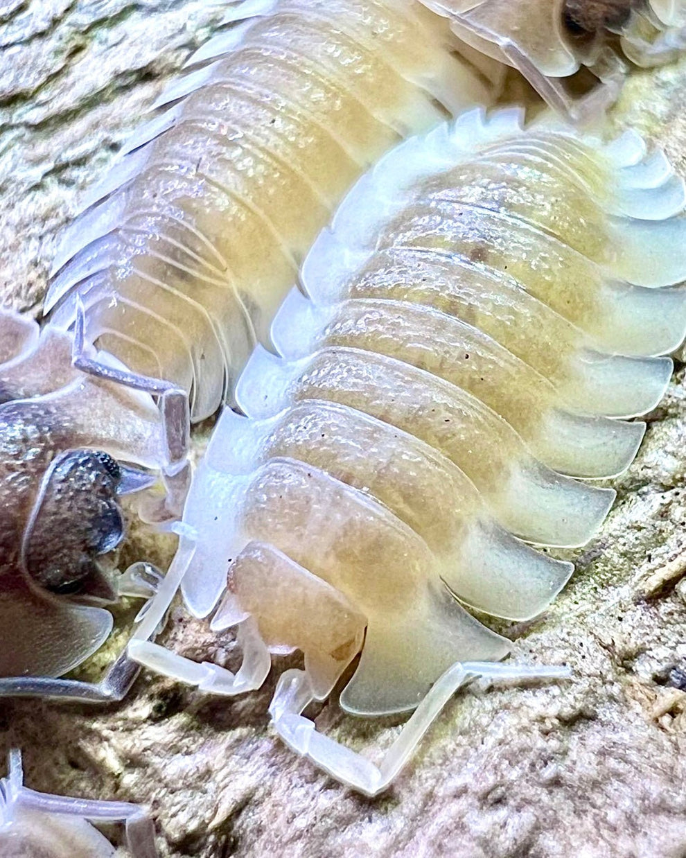 Trilobite Isopods For Sale | Richard's Inverts