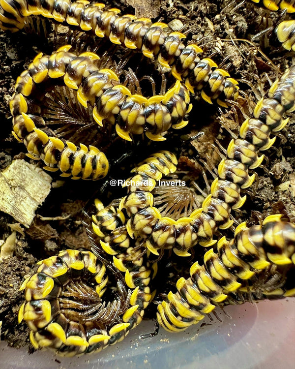 Antheromorpha uncinata "Yellow" For Sale | Richard's Inverts
