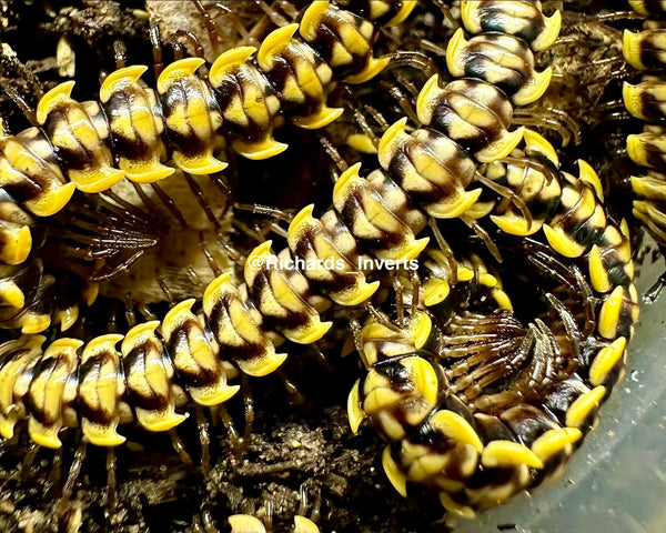 Antheromorpha uncinata "Yellow" For Sale | Richard's Inverts