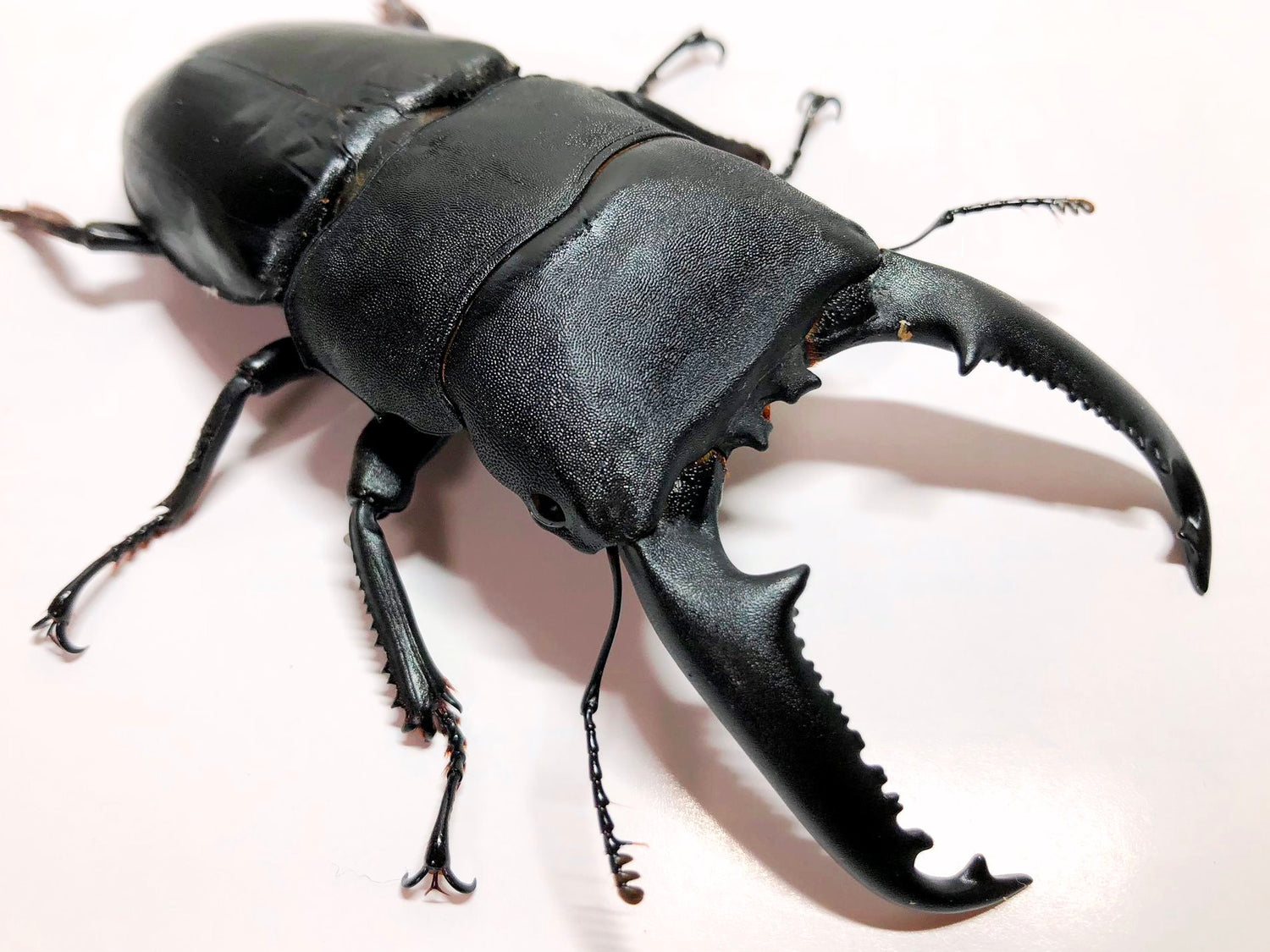 Palawan Stag Beetles for sale – Richard's Inverts