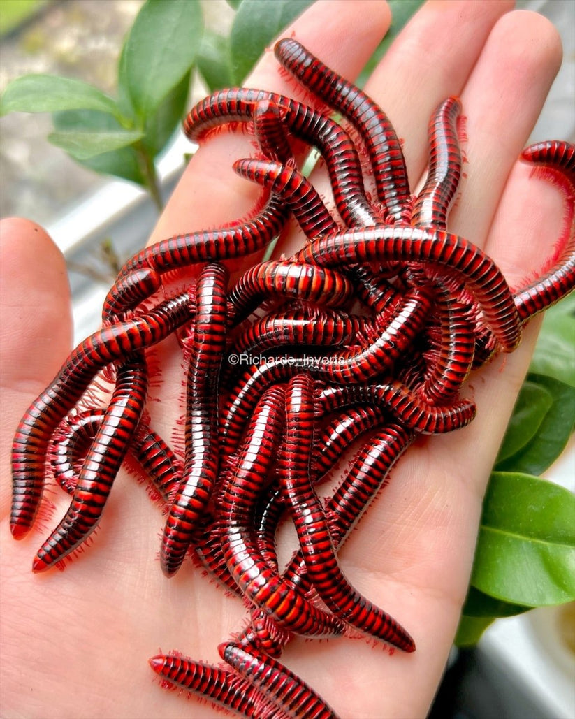 Centrobolus fulgidus For Sale | Richard's Inverts