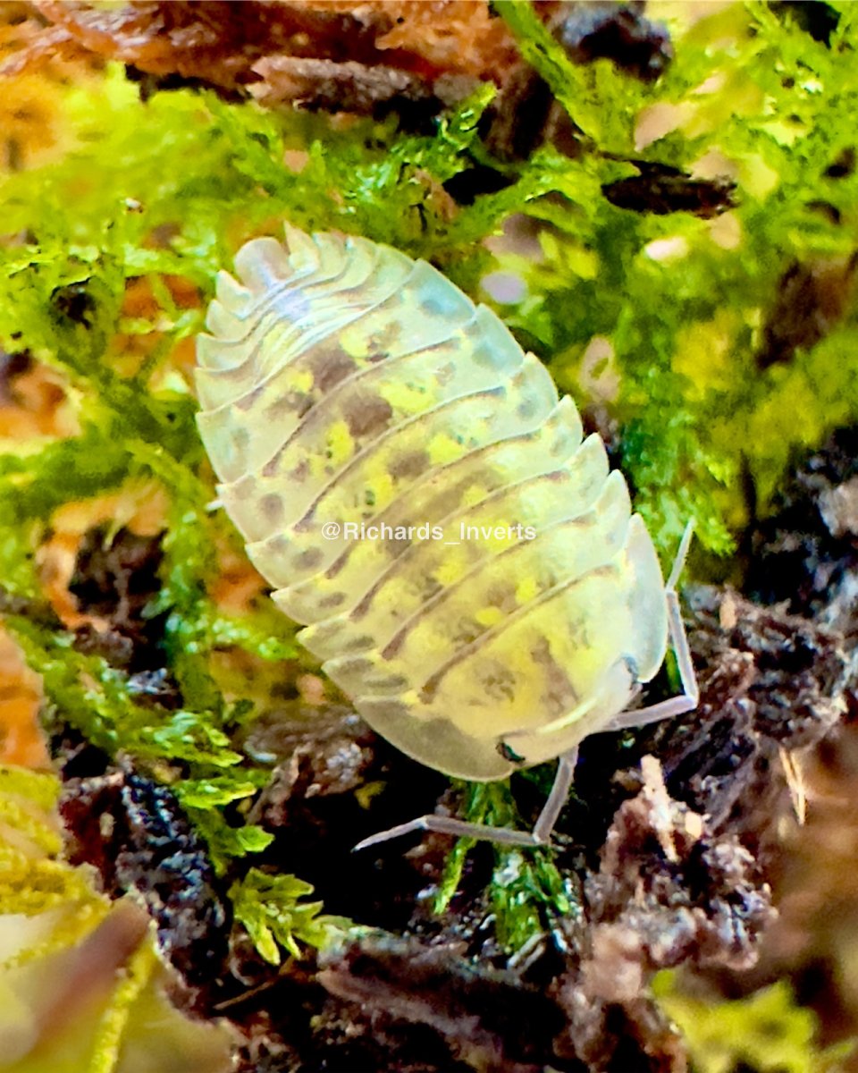 Camouflage Isopods For Sale | Richard's Inverts