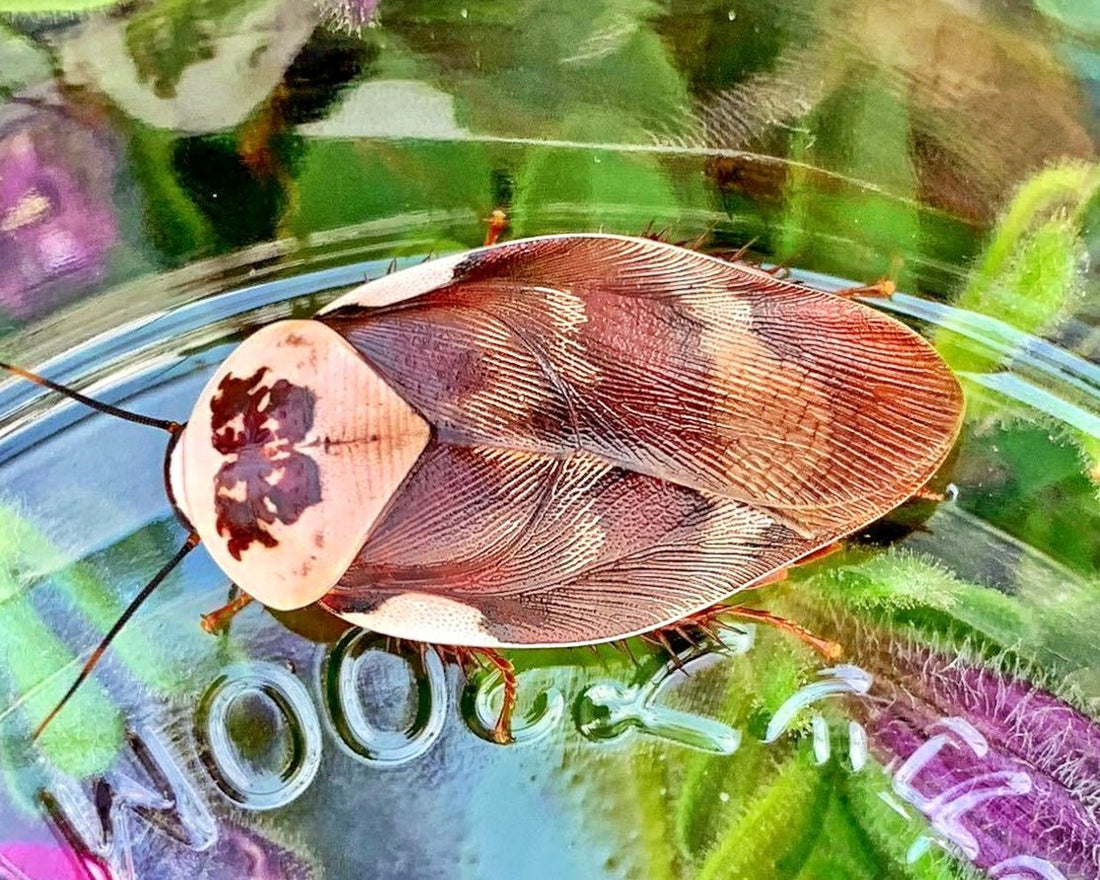 Gyna centurio For Sale | Richard's Inverts