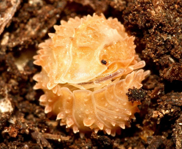 Crystal Pineapple Isopods for sale – Richard's Inverts