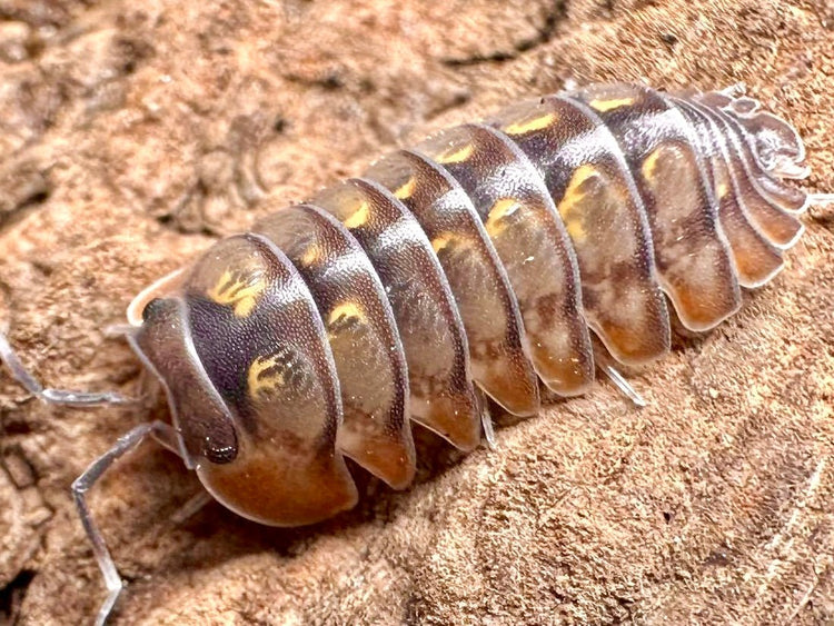 Dream Isopods for sale – Richard's Inverts