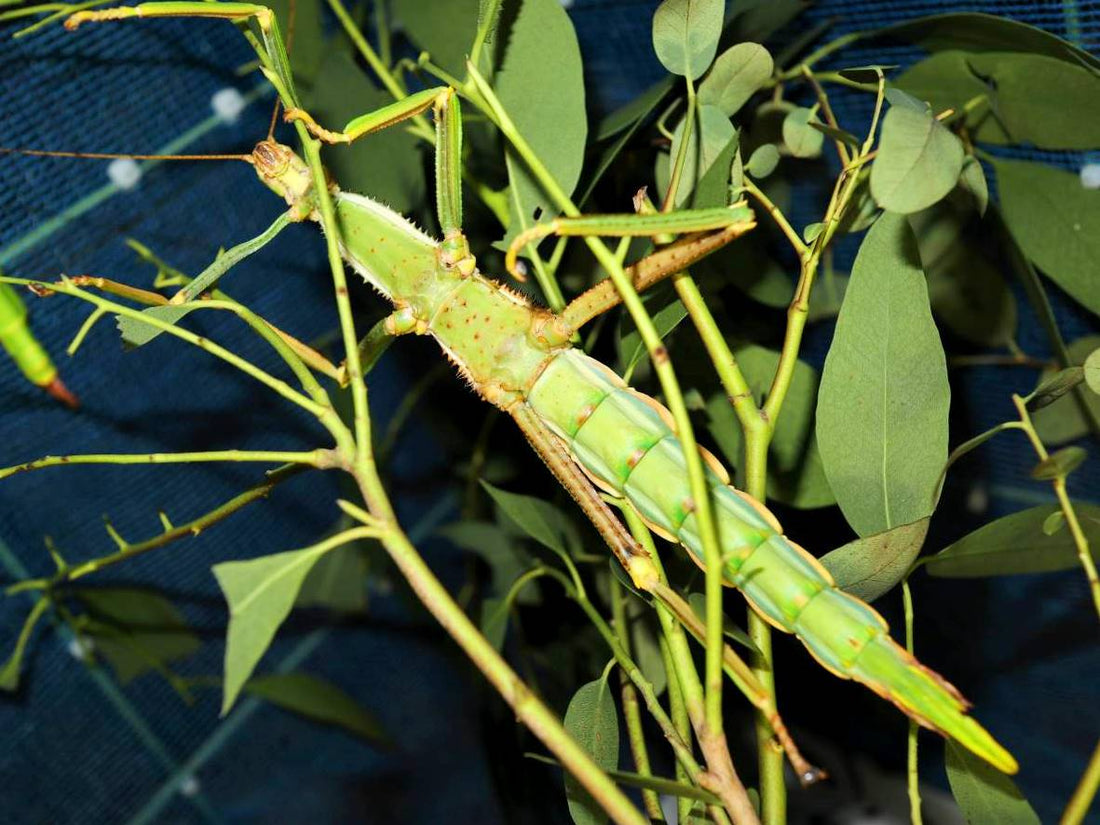 Giant Lime Green Stick Insect For Sale | Richard's Inverts