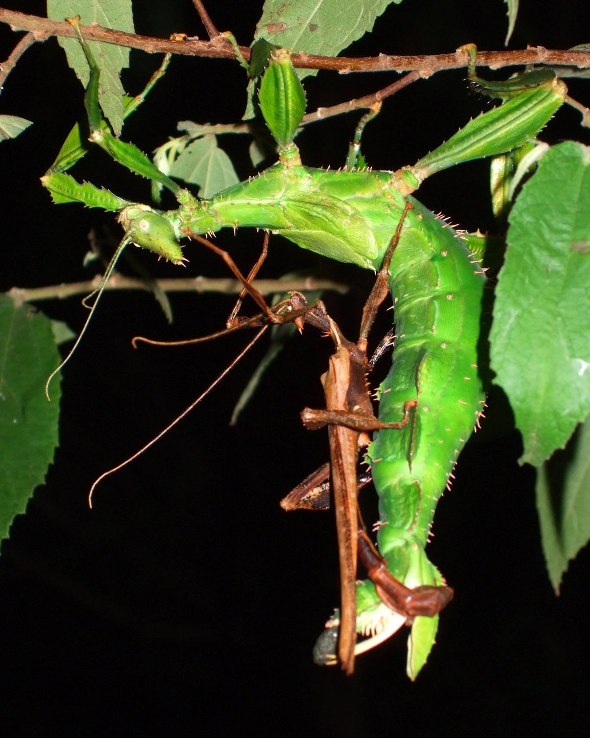 Extatosoma tiaratum "Innisfail" For Sale | Richard's Inverts