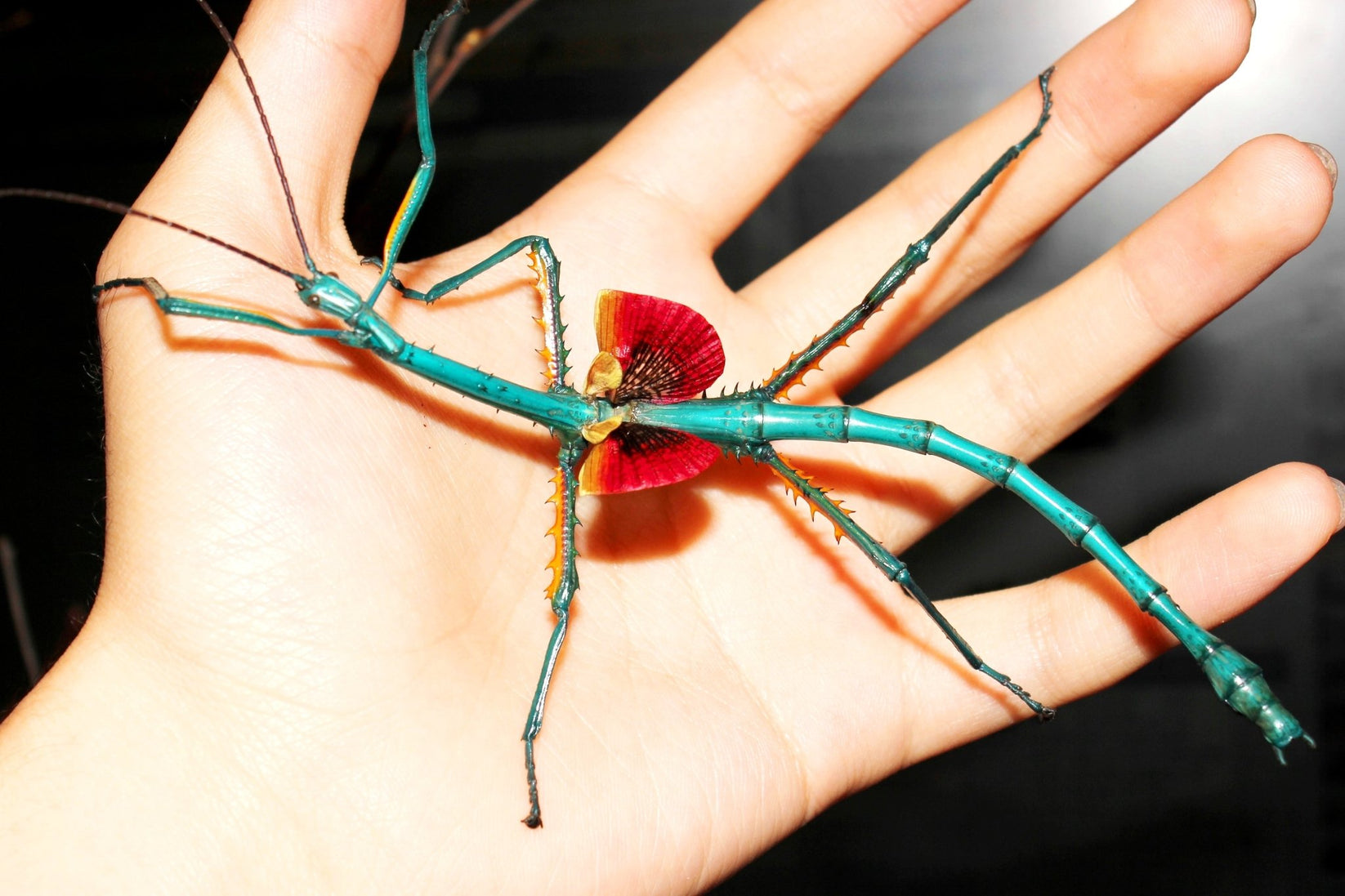 Metallic Stick Insects for sale – Richard's Inverts