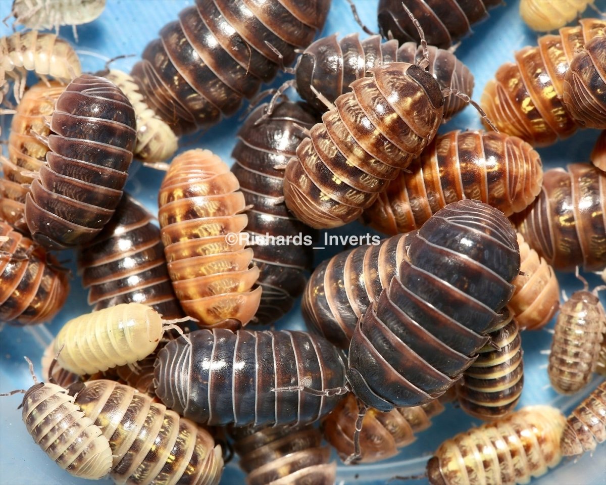 Gem Mix Isopods for sale UK - Richard's Inverts