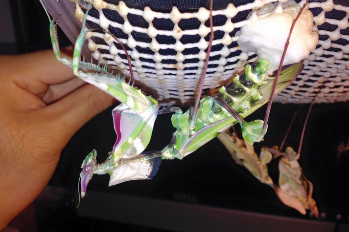 Idolomantis diabolica For Sale | Richard's Inverts