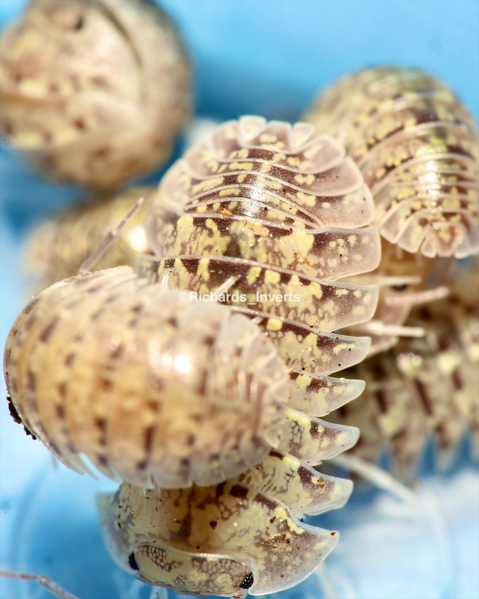 Giant Gold Dust Isopods for sale UK - Richard's Inverts